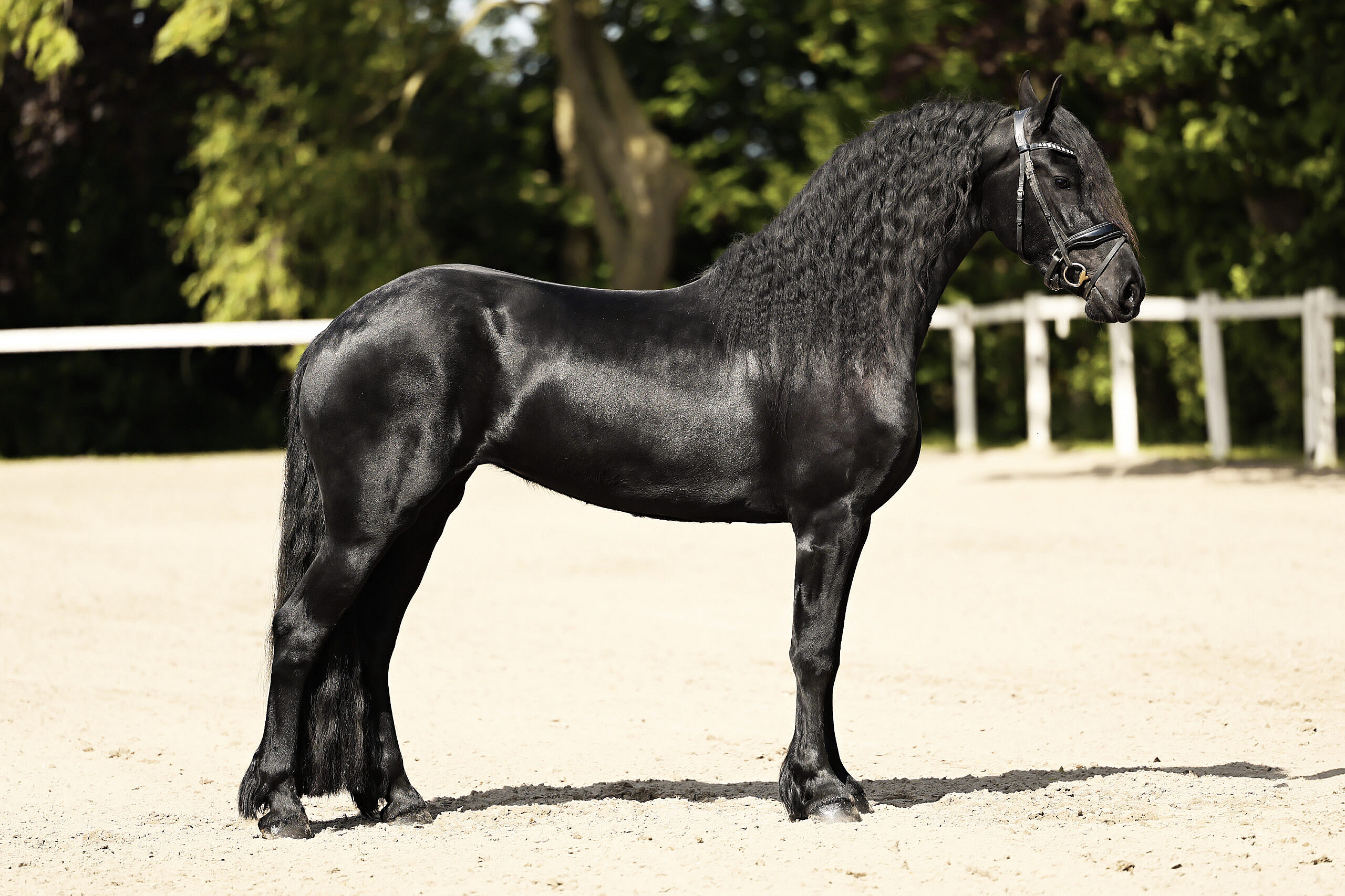 Tjitske - Stal Okkema