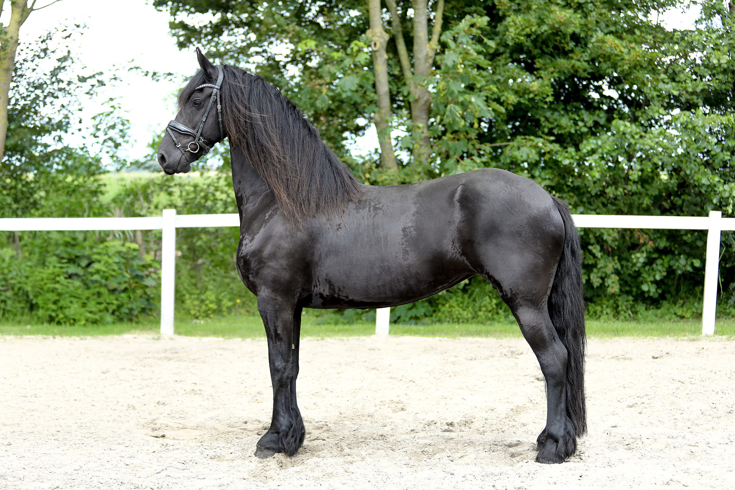 Hester - Stal Okkema