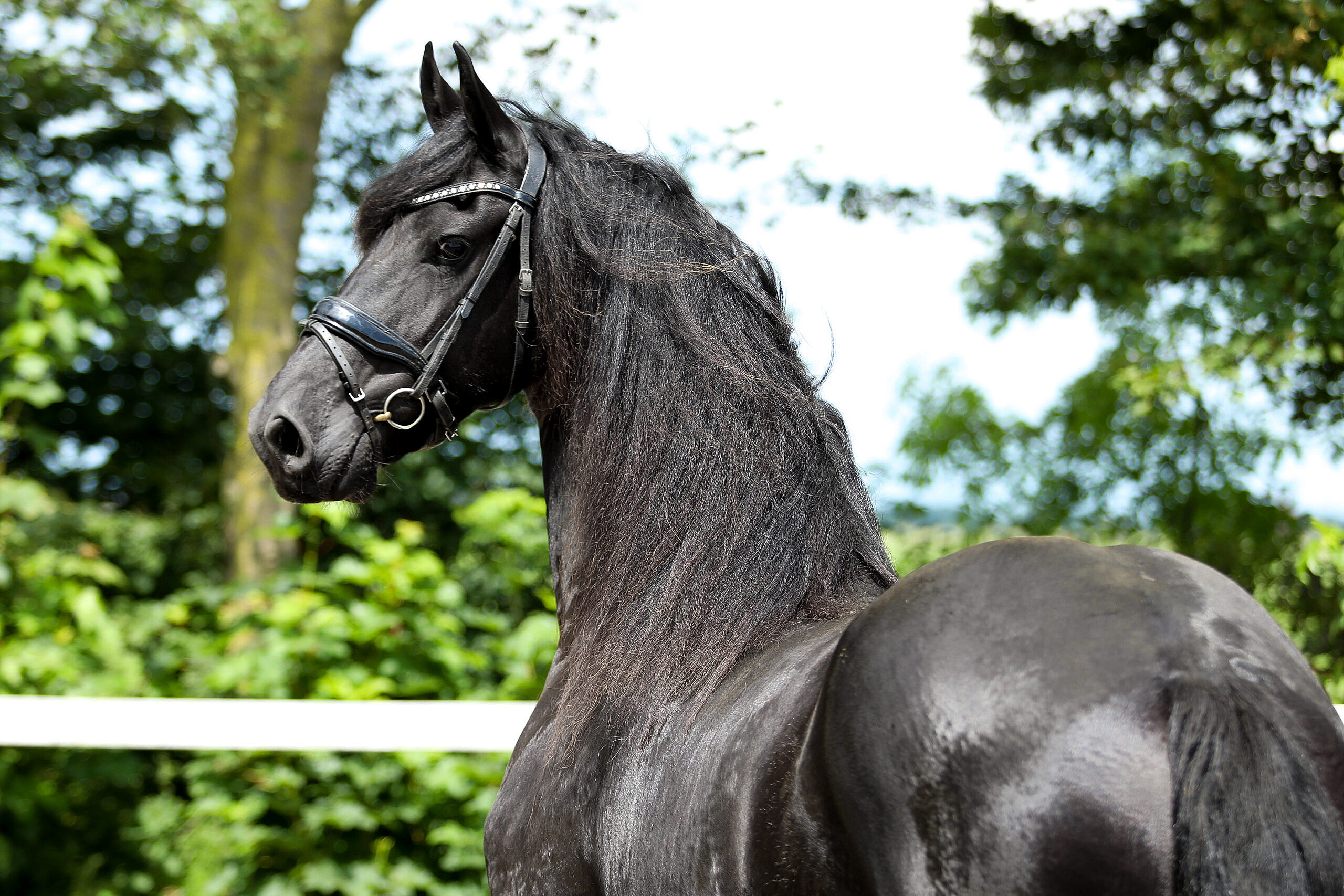 Hester - Stal Okkema